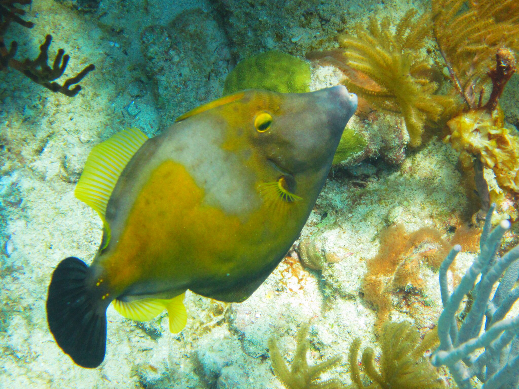 Snorkeling The Indians - Love City Excursions